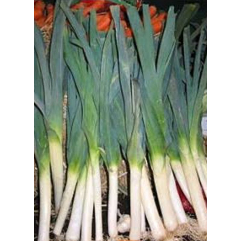 Jual Daun Prei | Shopee Indonesia