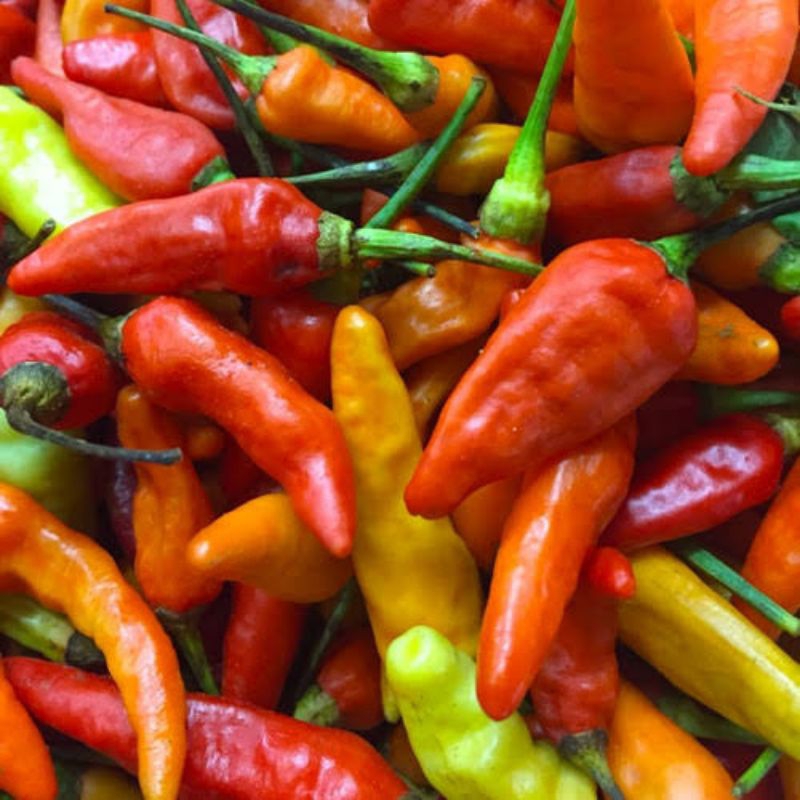 Jual cabe cabai rawit merah setan benih premium isi 20 biji | Shopee ...