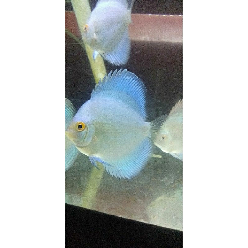 Jual ikan discus blue diamond | Shopee Indonesia
