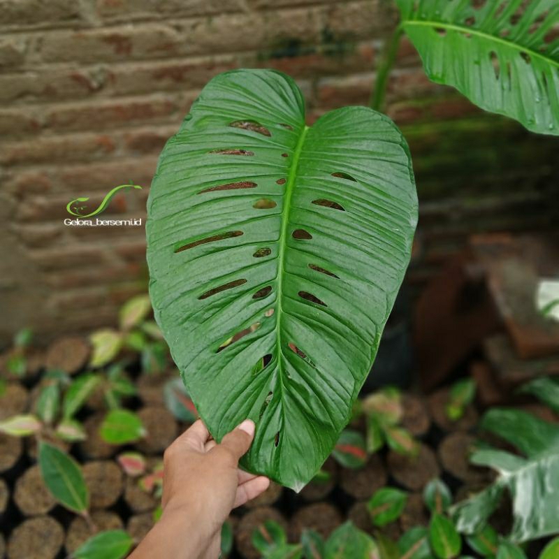 Jual tanaman hias monstera acuminata.(daun besar) | Shopee Indonesia
