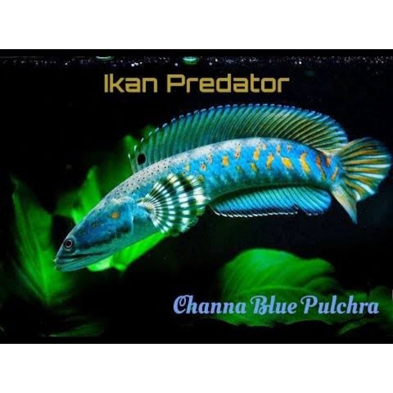 Jual Chana Blue pulcra full dot dan yellow spot ajib.. | Shopee Indonesia