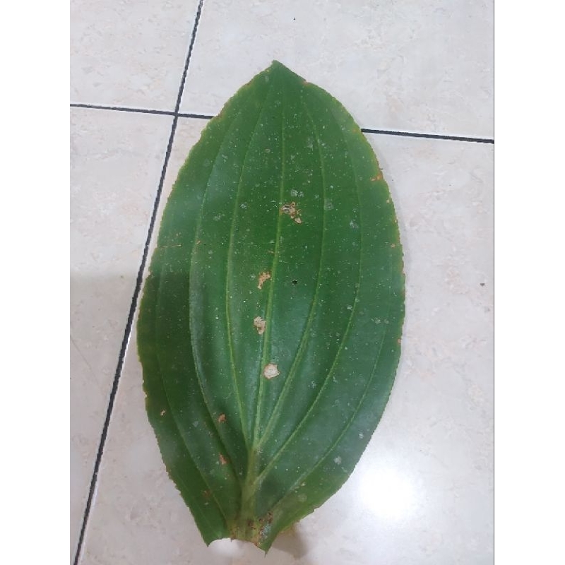 Jual Daun Buah Parijoto Asli Muria 100% | Shopee Indonesia