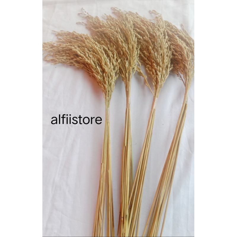 Jual padi ketan hitam 4 ikat isi 40 tangkai | Shopee Indonesia