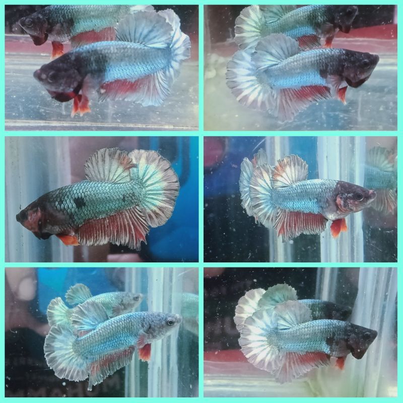 Jual ikan cupang fancy Cooper line fccp size m form enak di liat ...