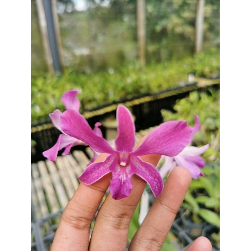 Jual Dendrobium superbiens | Shopee Indonesia