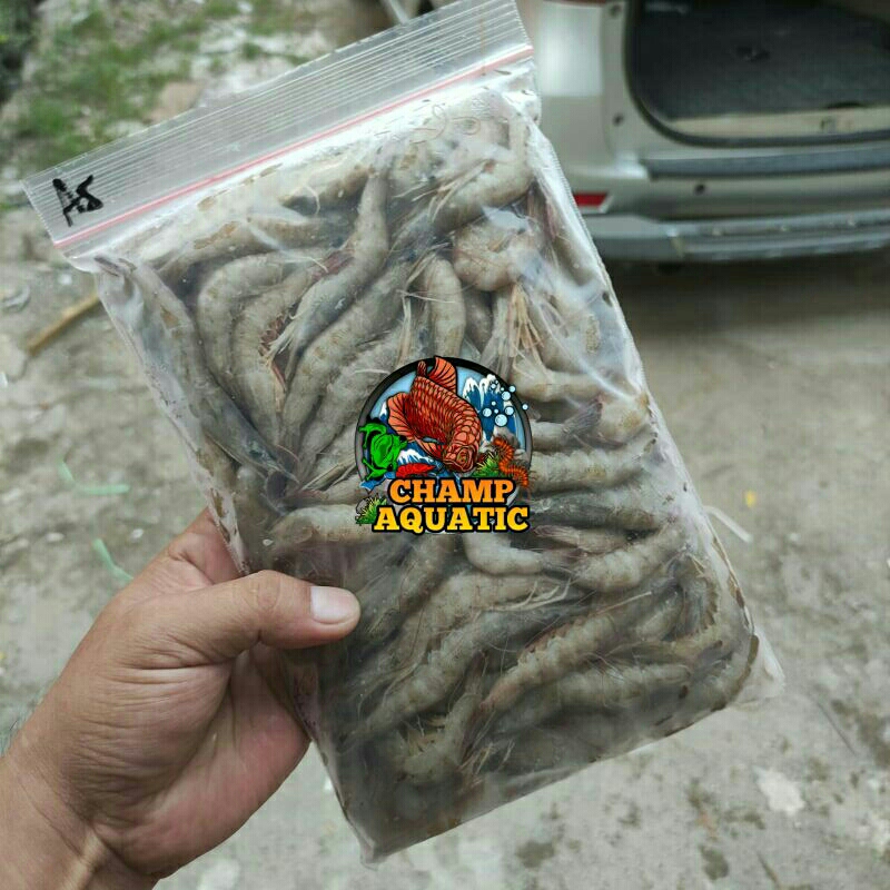 Jual UDANG API SEDANG / UDANG API BEKU 500GR / UDANG API MURAH / UDANG ...