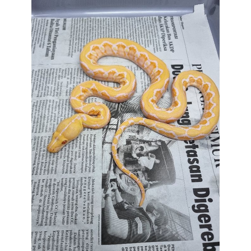 Jual retic albino white phase | Shopee Indonesia