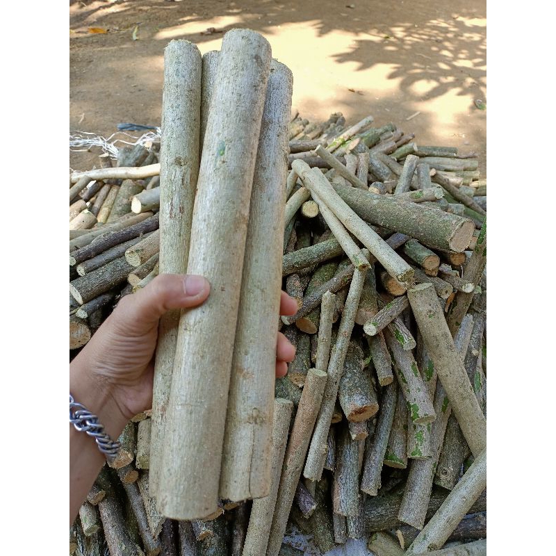Jual Bibit stek pohon gamal asli siap tanam 1kg | Shopee Indonesia