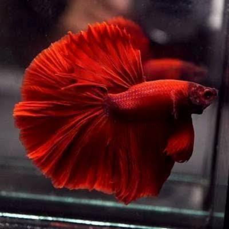 Jual Betta Halfmoon Super Red Ekor Lebar Cocok Buat Koleksi | Shopee ...