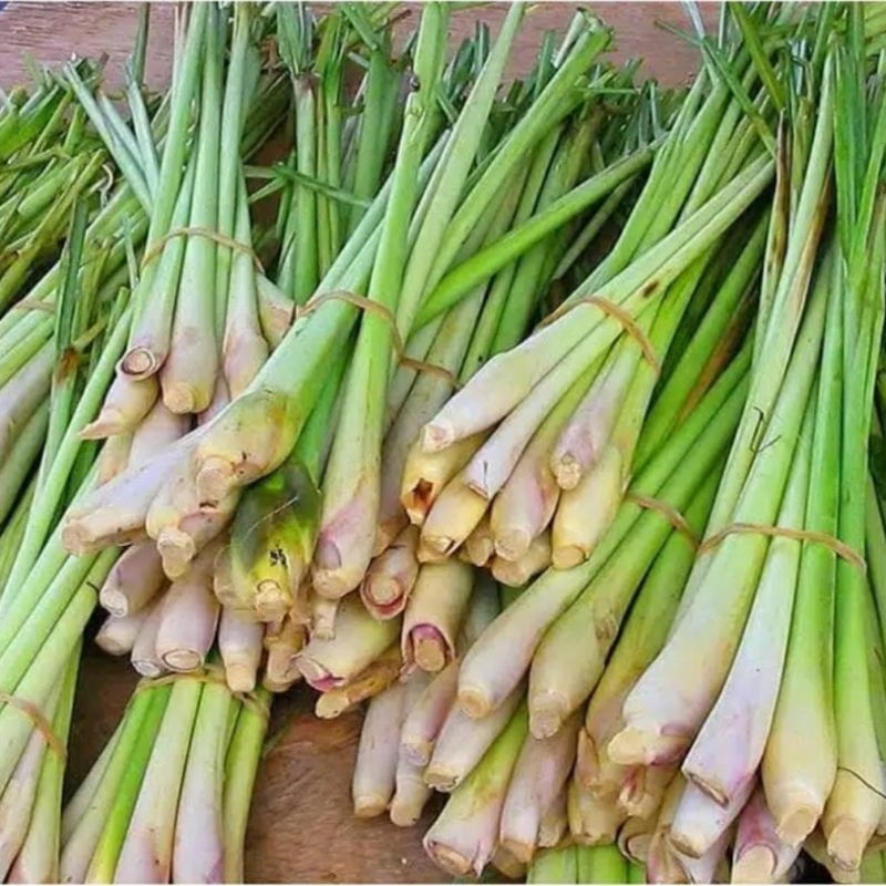 Jual Batang sereh perikat | Shopee Indonesia