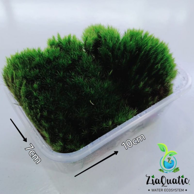 Jual Rock Moss / Moss Hutan - Tanaman Moss Paludarium Terrarium ...