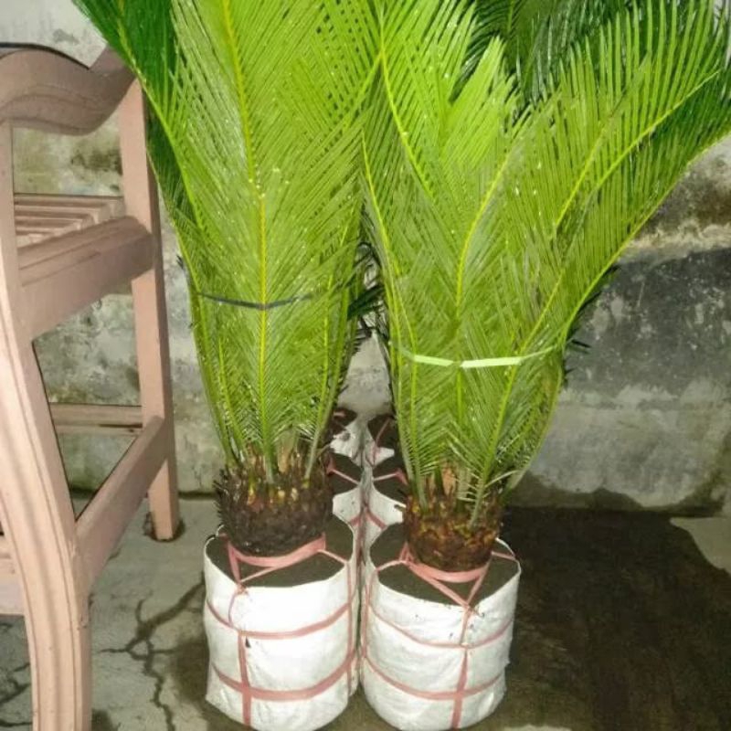 Jual palem sikas mawar jambe size jumbo 10-20cm tinggi batang 6-9 daun ...