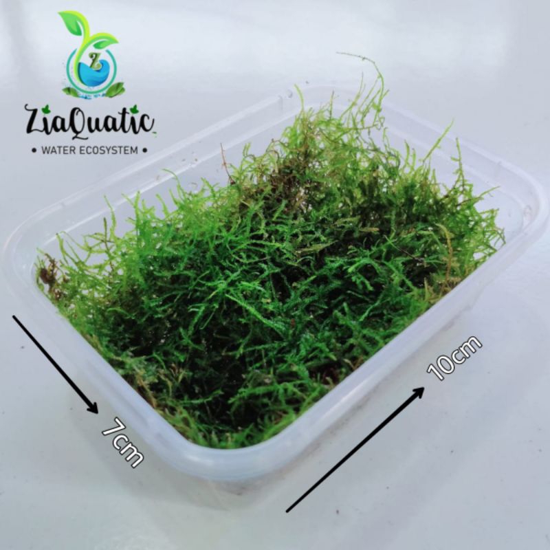 Jual Taxiphyllum Barbieri "Java Moss" - Tanaman Moss Paludarium ...