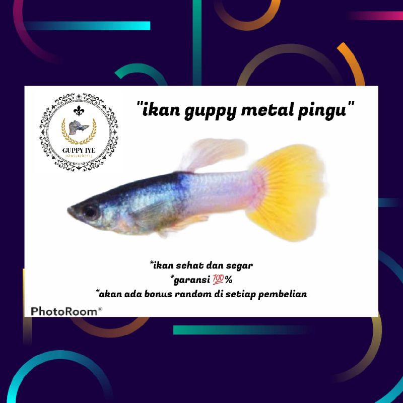 Jual packing styrofoam ikan guppy metal pingu hiasan aquarium | Shopee Indonesia