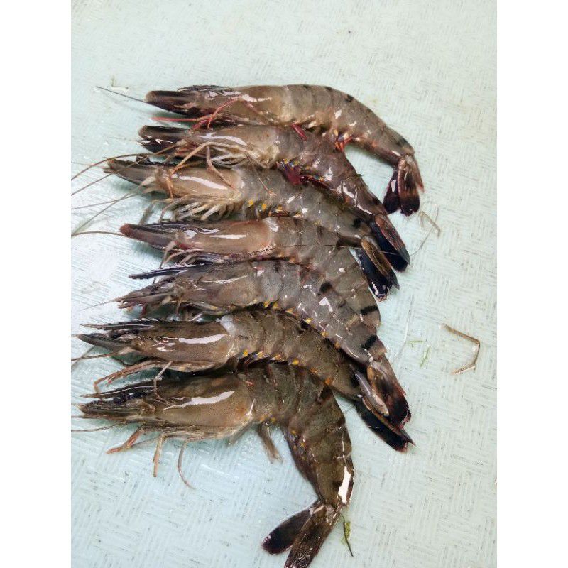 Jual Udang Windu Fresh (Kepala Agak Patah) Size Mix 1kg Hasil Laut ...