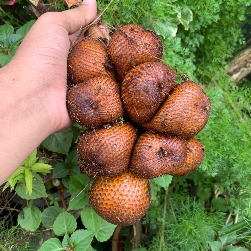 Jual SALAK BALI & SALAK GULA 1KG | Shopee Indonesia