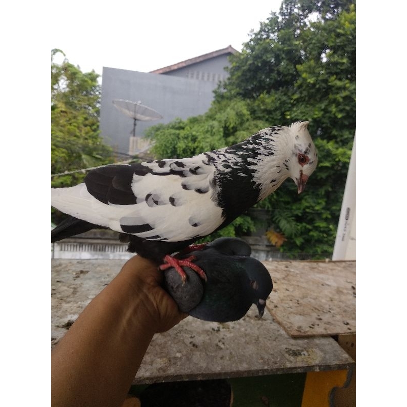 Jual Burung Dara Merpati Sepasang Giring Shopee Indonesia