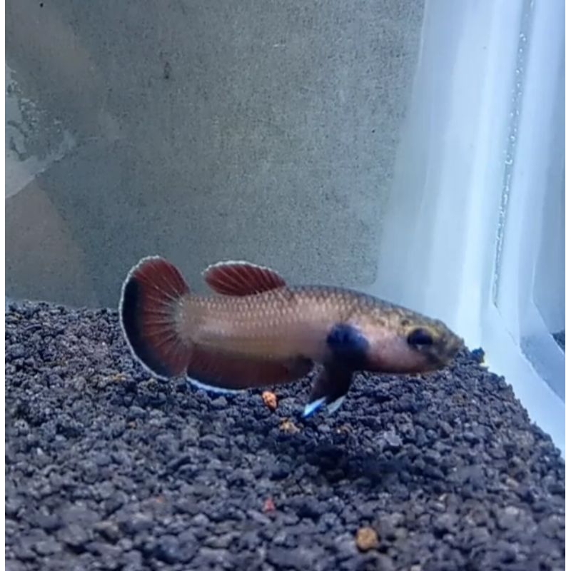 Jual wild Betta channoides male(jantan) | Shopee Indonesia