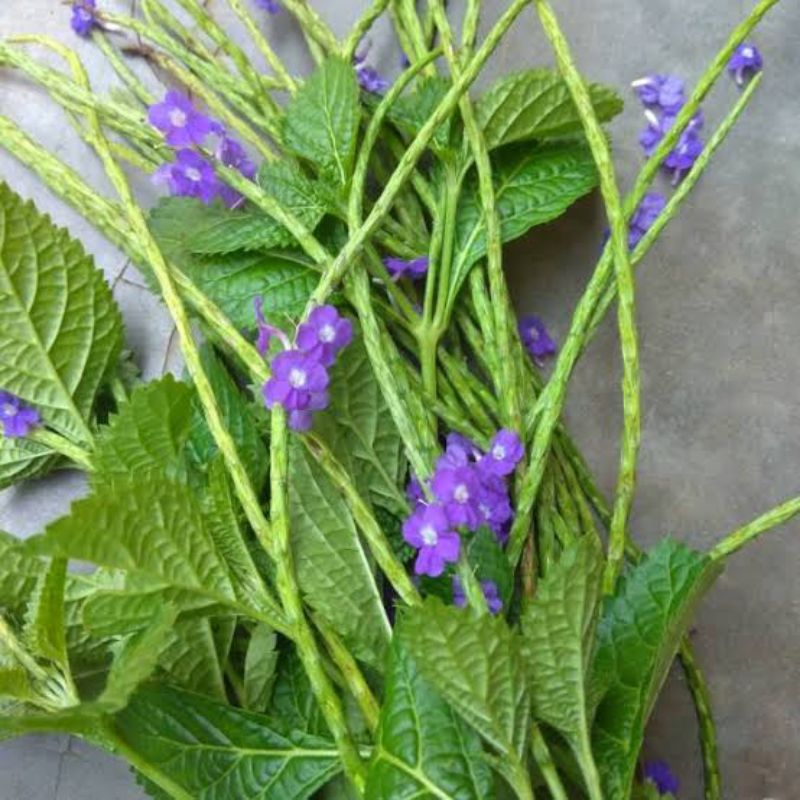 Jual DAUN PECUT KUDA SEGAR / HERBAL 1KG | Shopee Indonesia