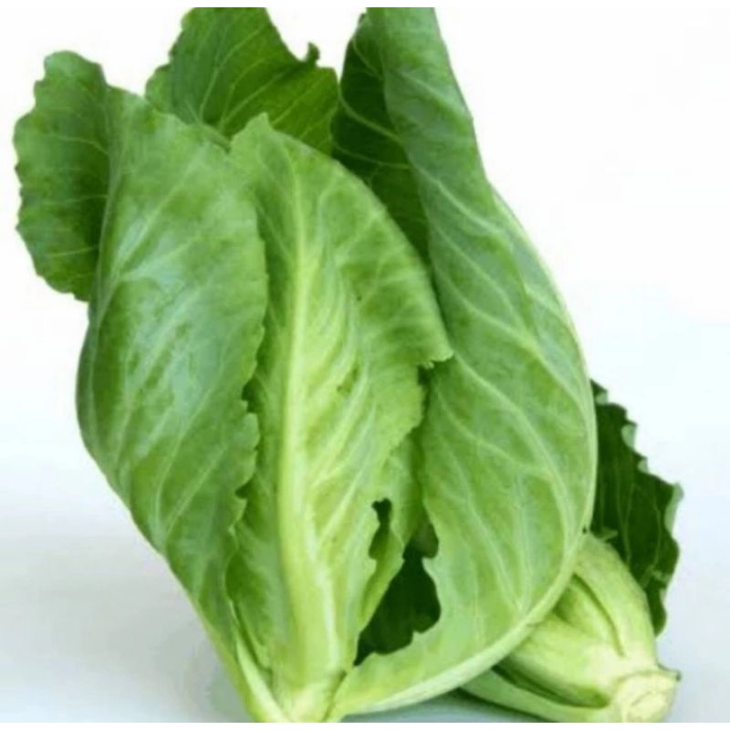 Jual Baby Kol Cuciwis Fresh | Shopee Indonesia