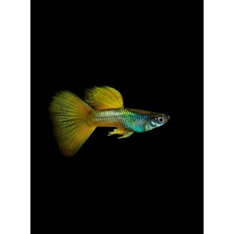 Jual ikan hias Guppy yellow pingu jantan | Shopee Indonesia