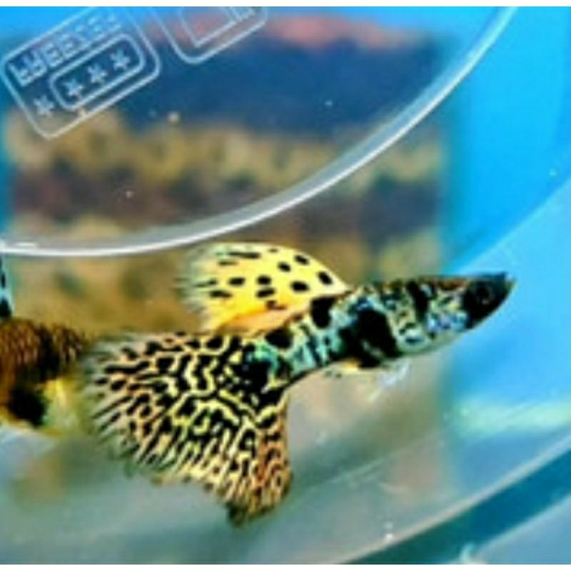Jual ikan hias Guppy YTKC yellow jantan | Shopee Indonesia