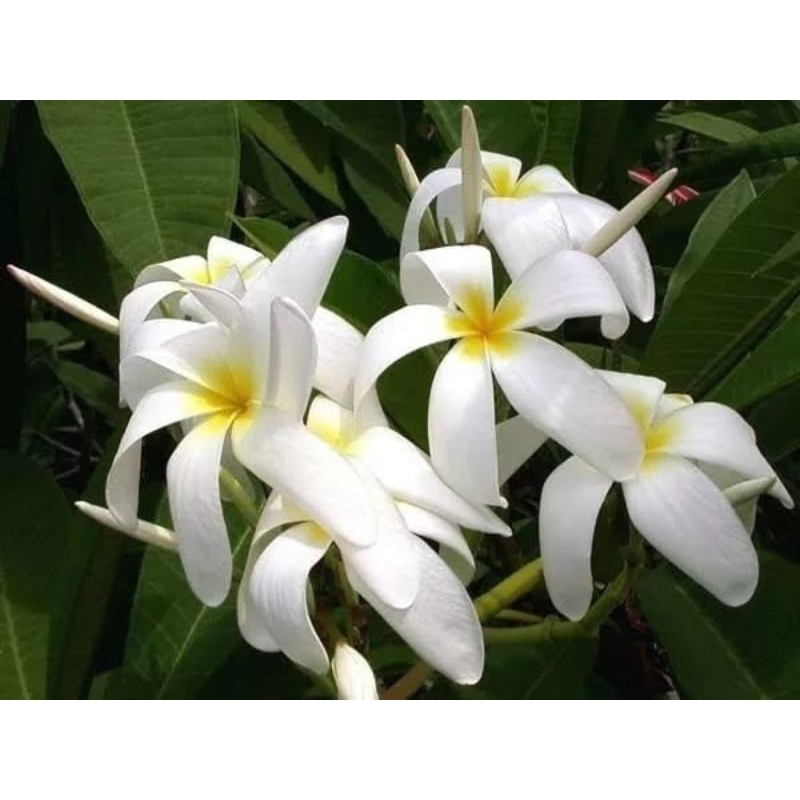 Jual Tanaman Bunga Cempaka Putih / White Magnolia Flowers (Magnolia ...