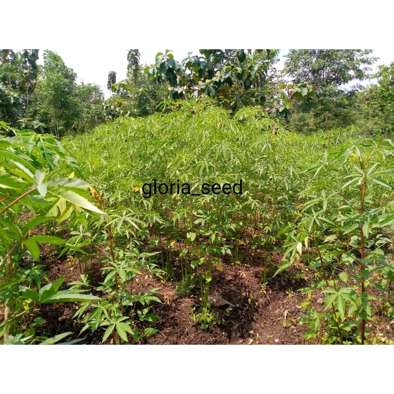 Jual Tanaman Kenaf | Shopee Indonesia