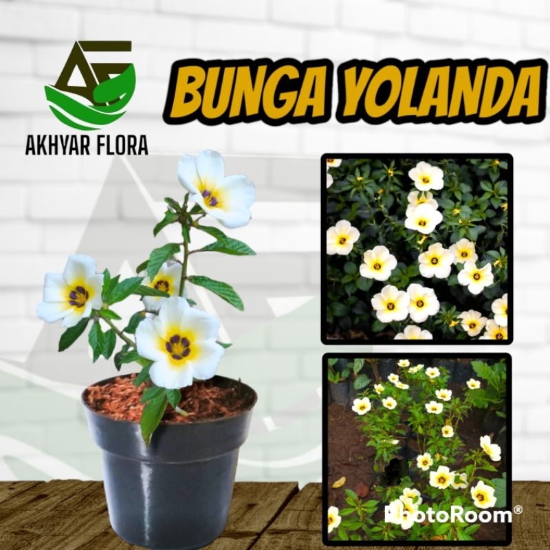 Jual Bunga Yolanda Tanaman Hias Bunga Turnera Subulata Bunga Pukul 8 ...