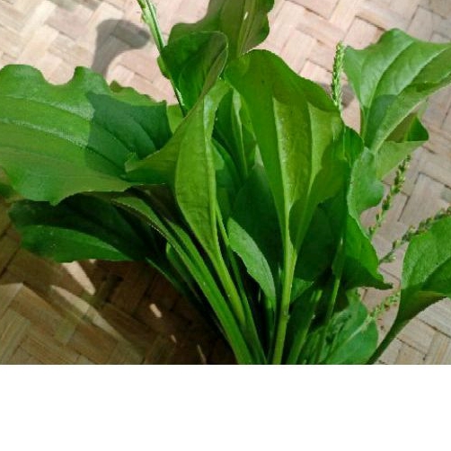Jual Ki Urat/daun sendok | Shopee Indonesia