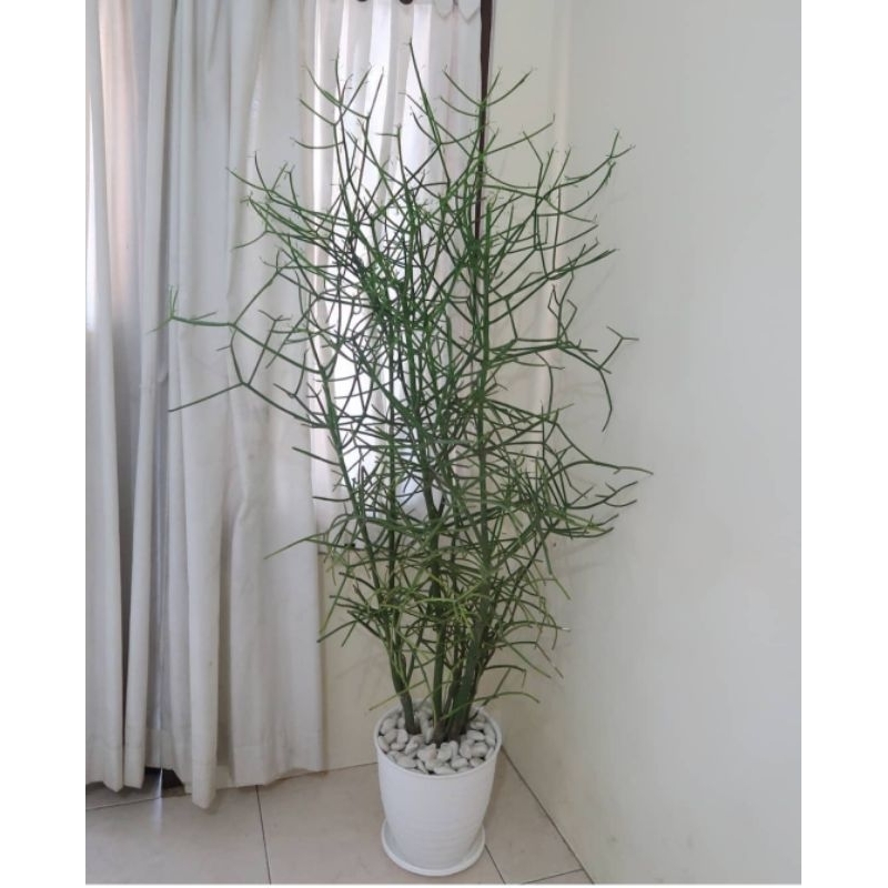 Jual [BISA COD] tanaman hias patah tulang/kayu urip tanaman euphorbia ...