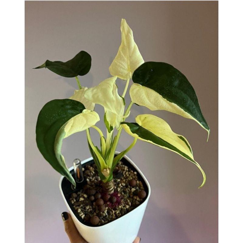 Jual sirih manjula jepang - tanaman hias sirih manjula jepang prefect ...