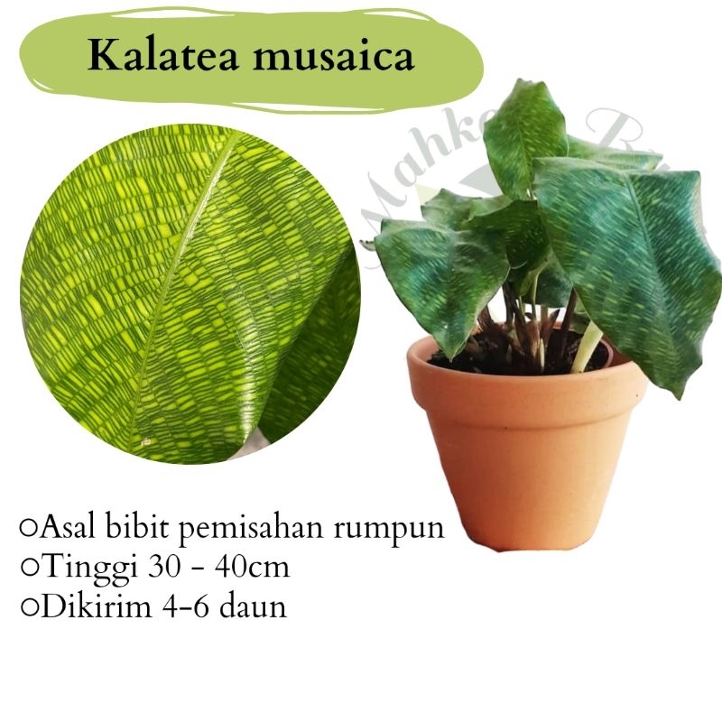 Jual tanaman hias kalatea musaica - kalatea mozaica | Shopee Indonesia