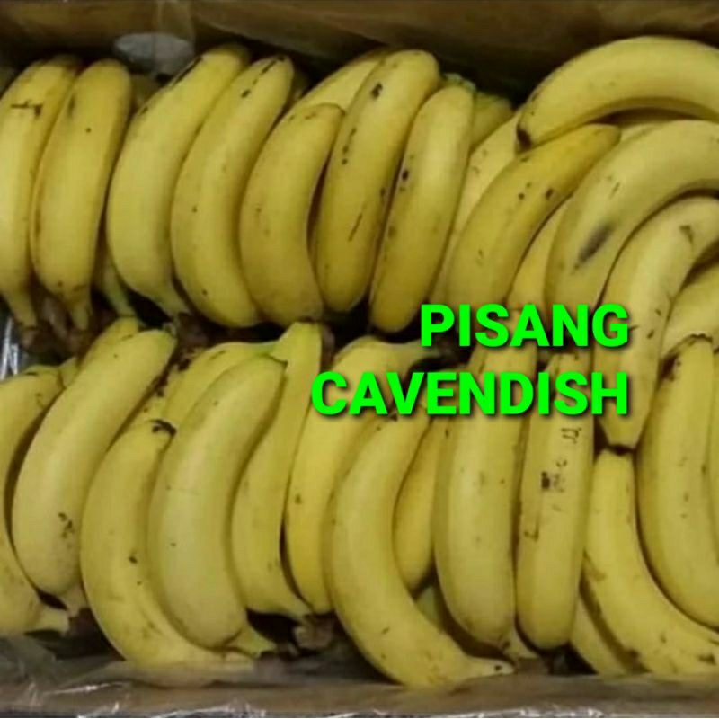Jual PISANG CAVENDISH KHUSUS PARA SULTAN 1 KG (PREMIUM QUALITY ...