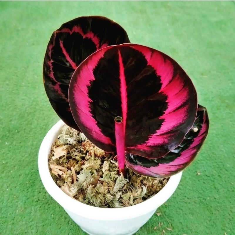Jual Calathea Pink Jessy - Tanaman Calathea Pink Jessy - Calathea Pink ... Jual Calathea Pink Jessy - Tanaman Calathea Pink Jessy - Calathea Pink ...