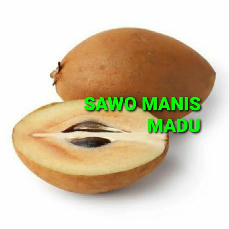 Jual SAWO MANIS MADU KHUSUS PARA SULTAN 1 KG (PREMIUM QUALITY) | Shopee ...