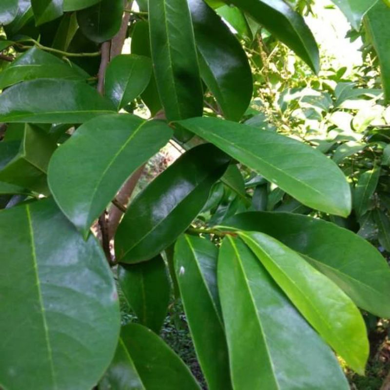 Jual Daun Sirsak Segar organik tanpa pestisida isi 100lembar+bonus 10 ...