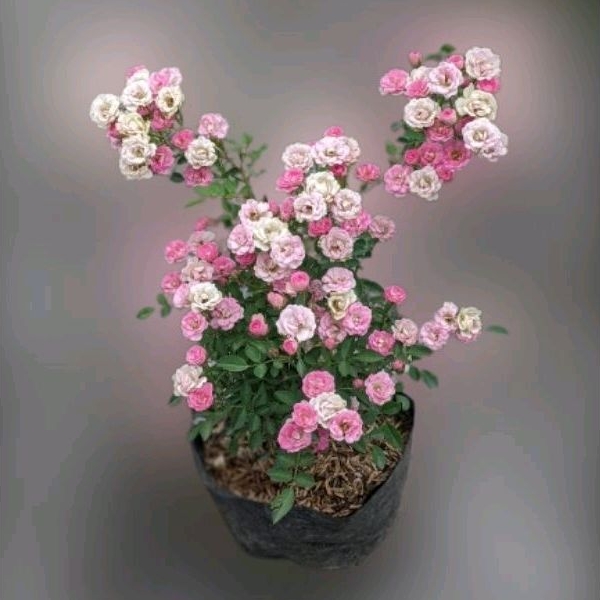 Jual Tanaman Bunga Mawar Baby Rose Pink (rosa polyantha) | Shopee Indonesia