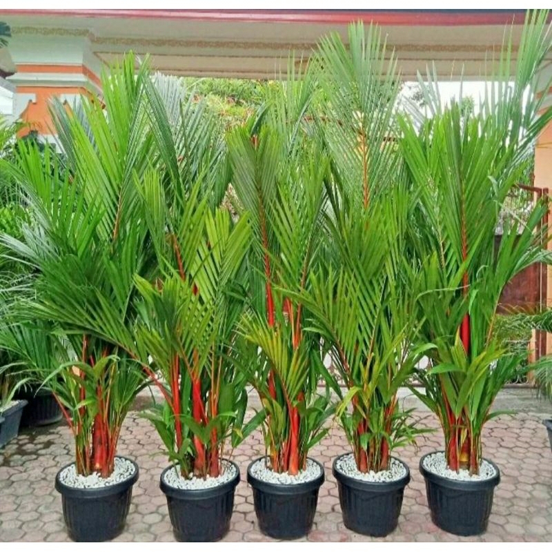 Jual promo Tanaman Hias Bibit Palem Merah-Palm Botol Palm merah ...
