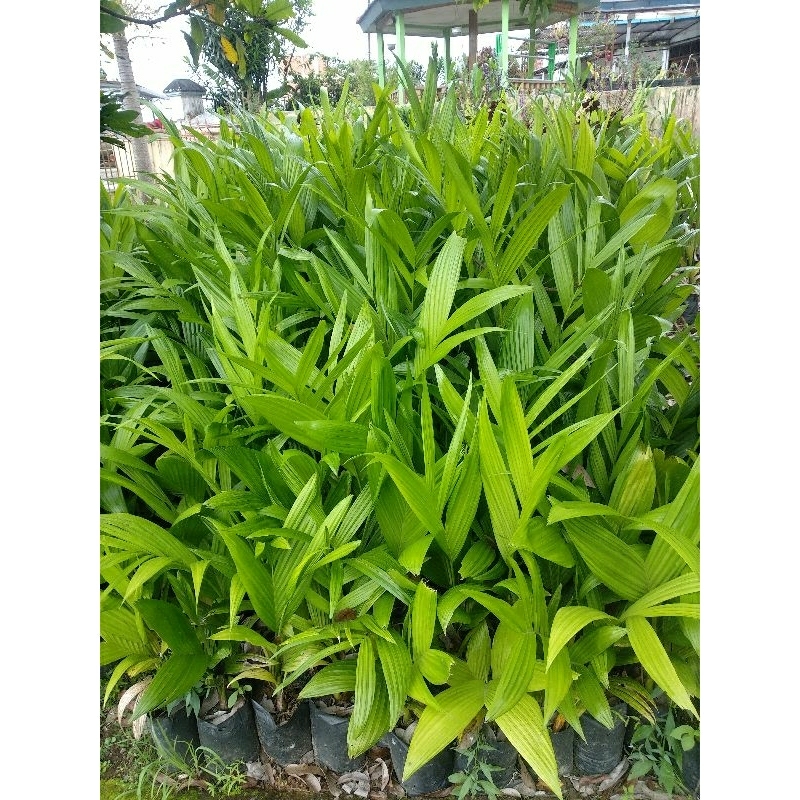 Jual Bibit Pinang Lokal (Dataran Tinggi) | Shopee Indonesia