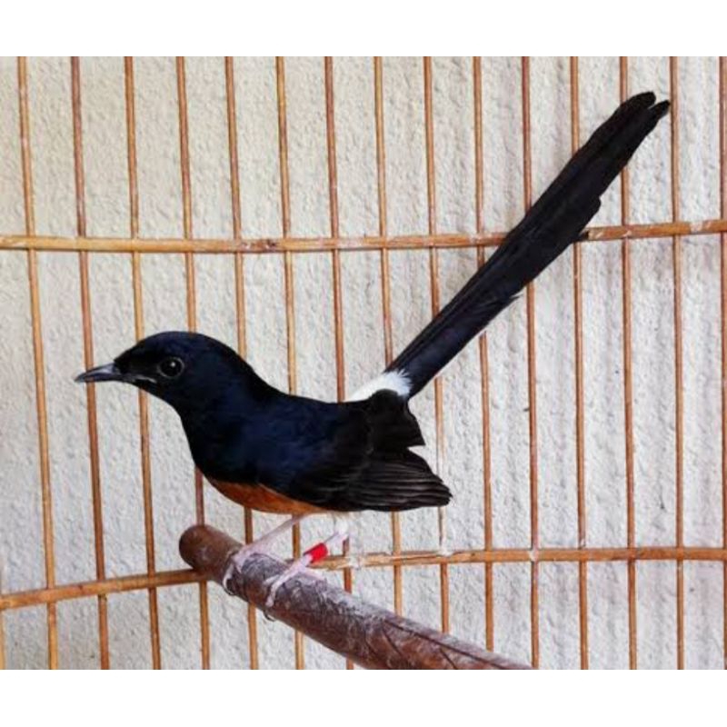 Jual burung murai batu pastol fighter untuk lomba | Shopee Indonesia