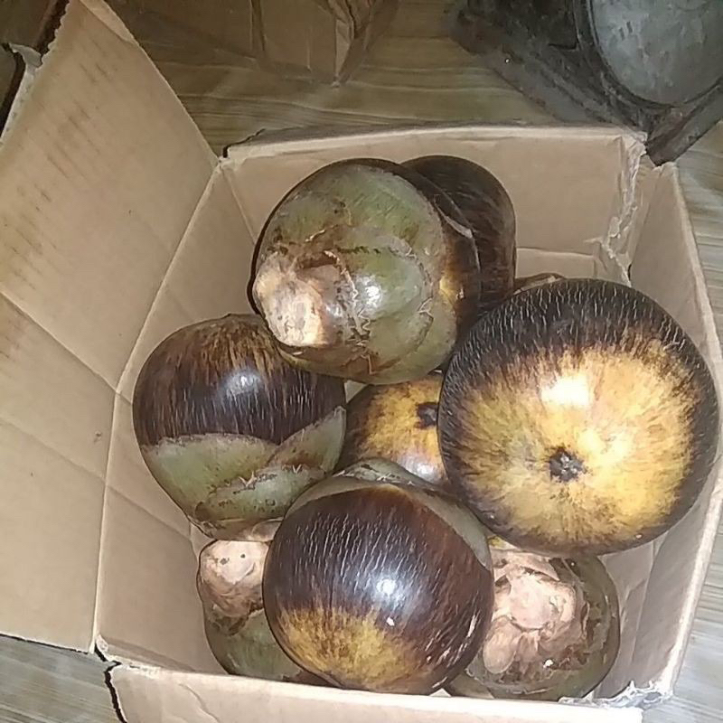 Jual Buah Lontar || Siwalan Segar ( isi 3 ) | Shopee Indonesia