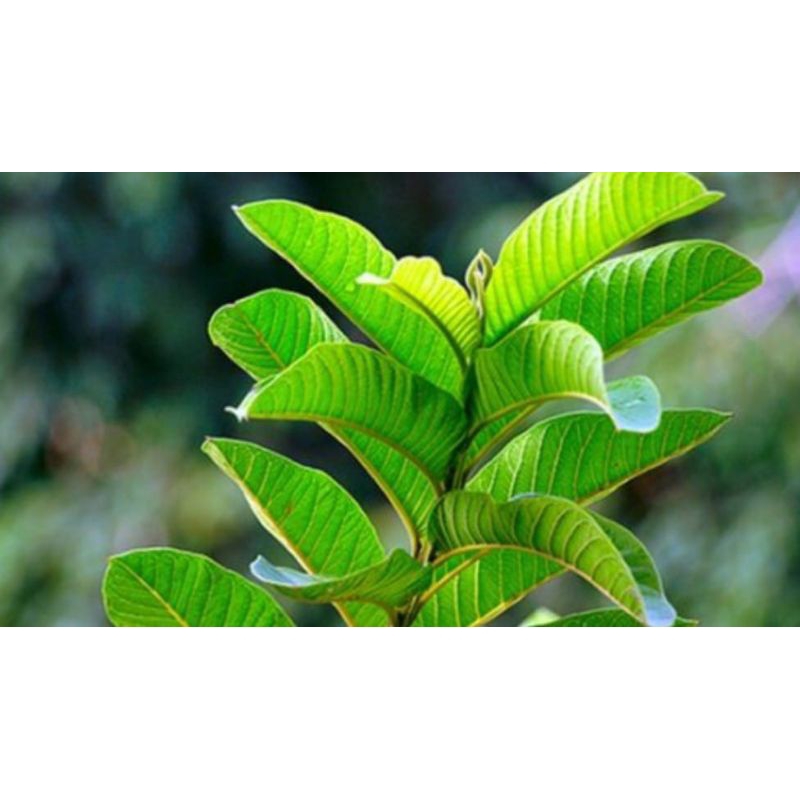 Jual Jual Daun Pucuk Jambu biji 1 kg | Shopee Indonesia