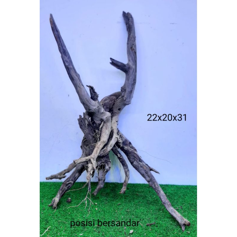 Jual Kayu Santigi Laut - Kayu Tenggelam - Aquascape - Channa - 22x20x31 ...