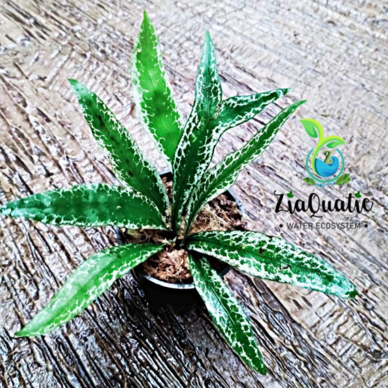 Jual Microsorum Variegata - Tanaman Paludarium Terrarium Jungle Plant ...