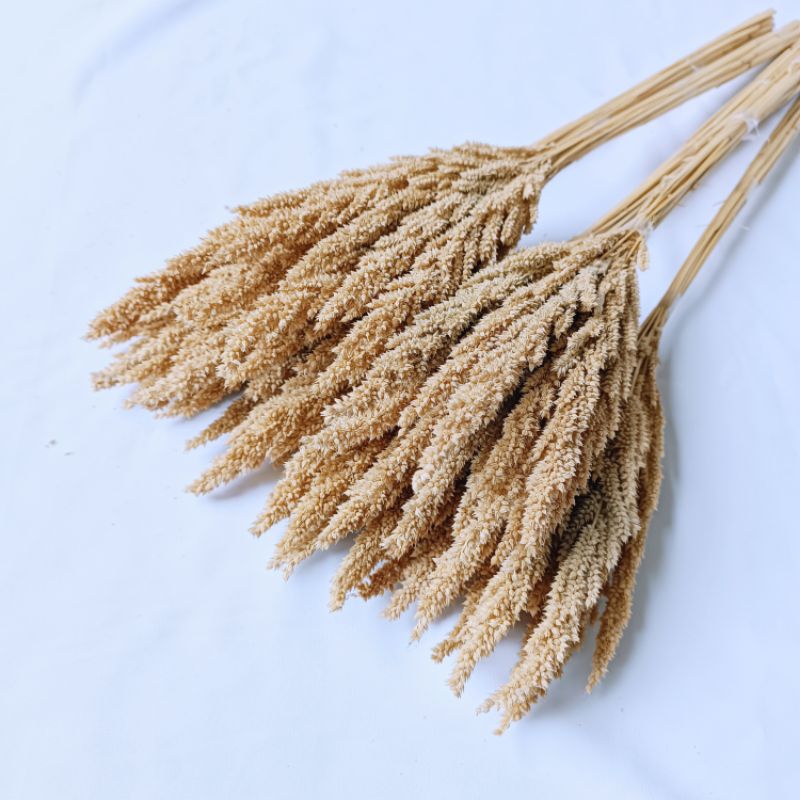 Jual RUMPUT JAWAN NATURAL KERING HIASAN MAHAR KERAJINAN | Shopee Indonesia