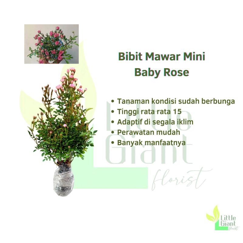 Jual Tanaman Hias Mawar Mini/ Baby Rose | Shopee Indonesia