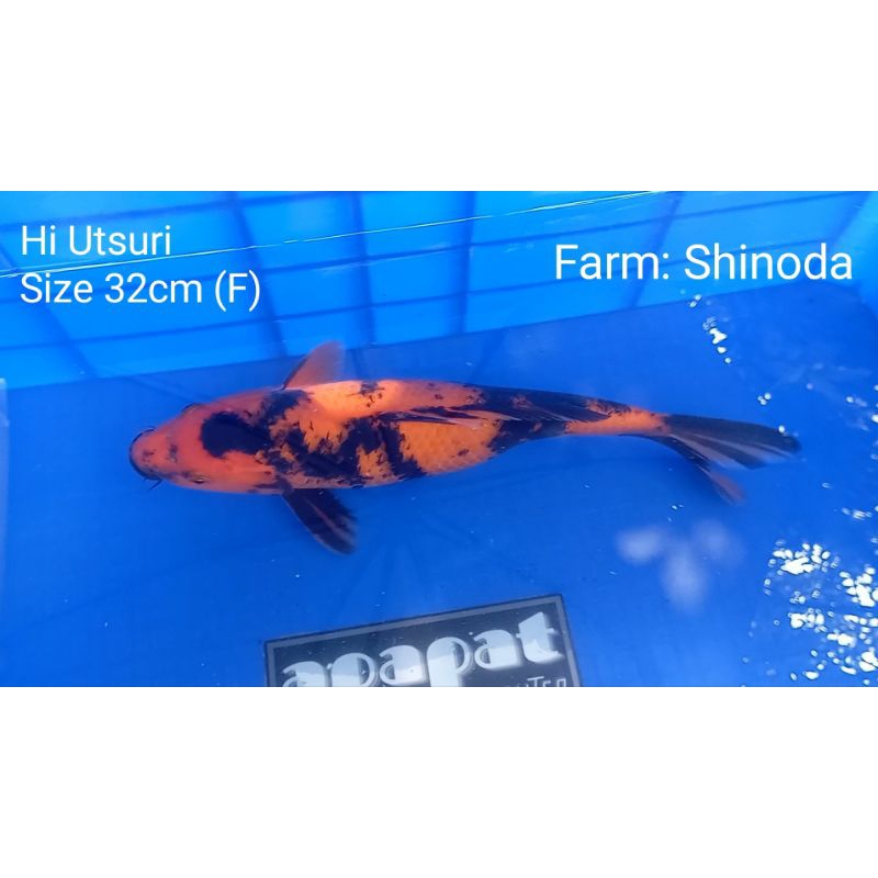 Jual Ikan Koi Hi Utsuri Import (Shinoda - 32cm) | Shopee Indonesia