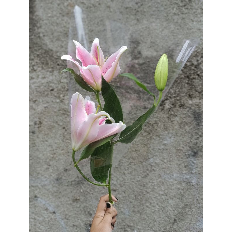 Jual Bunga lily Casablanca 1 tangkai segar | Shopee Indonesia