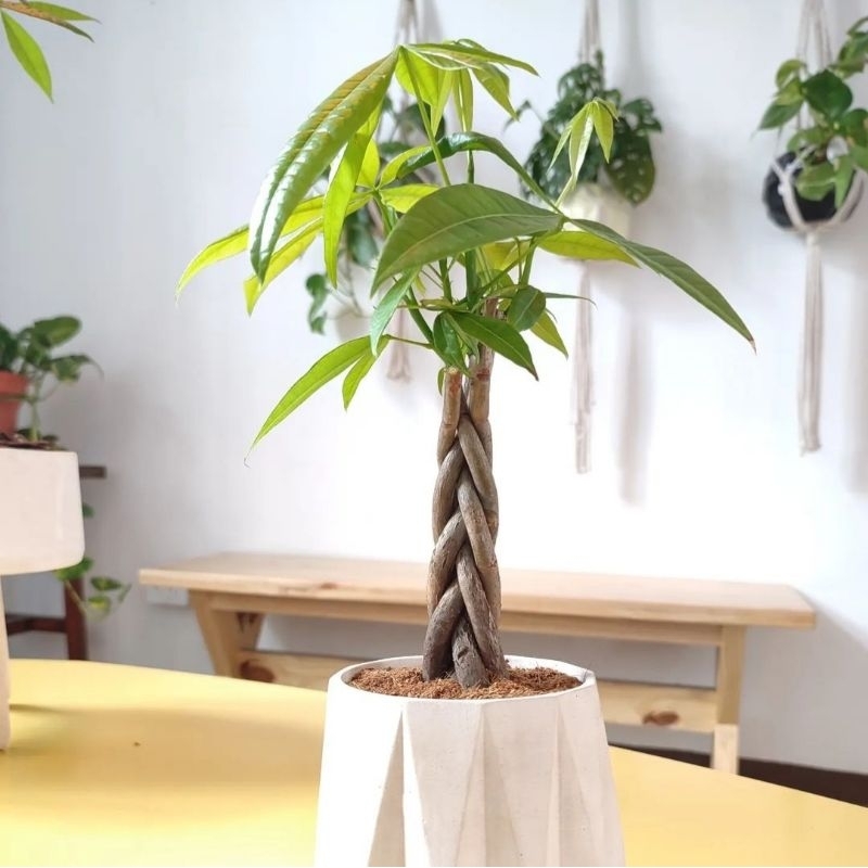 Jual { BISA COD } tanaman pachira aquatica money tree pohon pacira ...